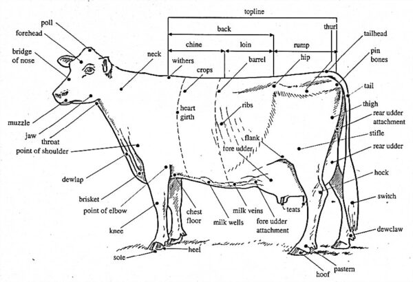 Understanding Body Condition Scoring (BCS) - Purebred Mini Jersey Society